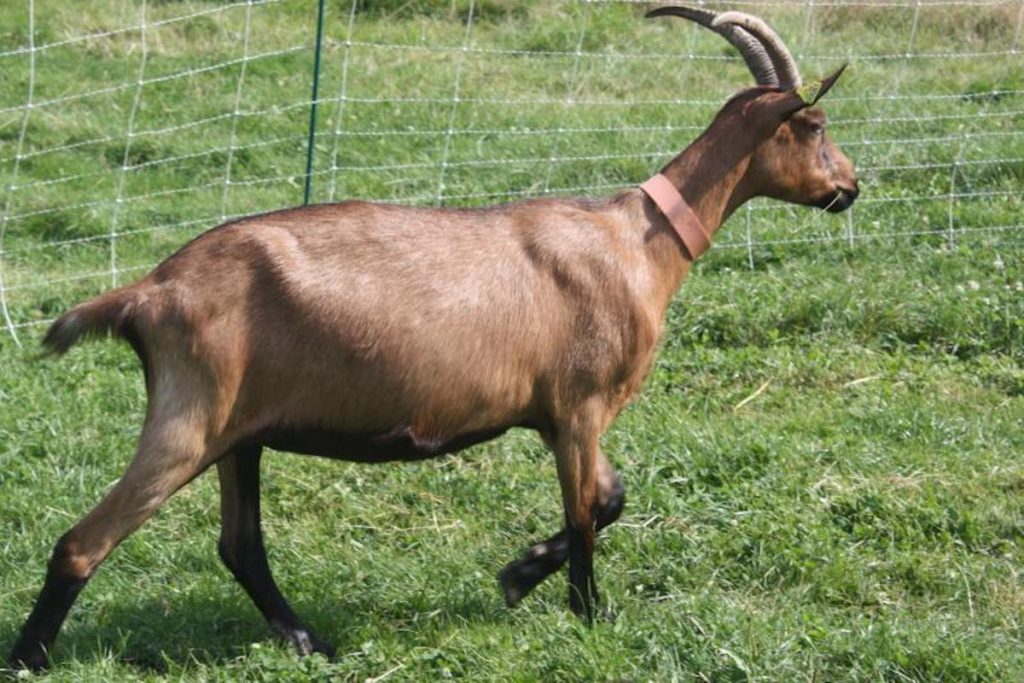 French Alpine Goats - Breed Profile - Goat Journal